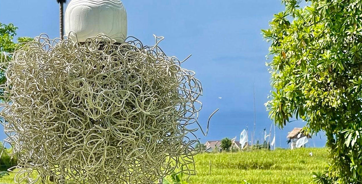 Akar Bambu | Ong Cen Kuang